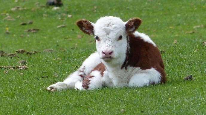 Significado de Soñar con ternero - Significado de Soñar