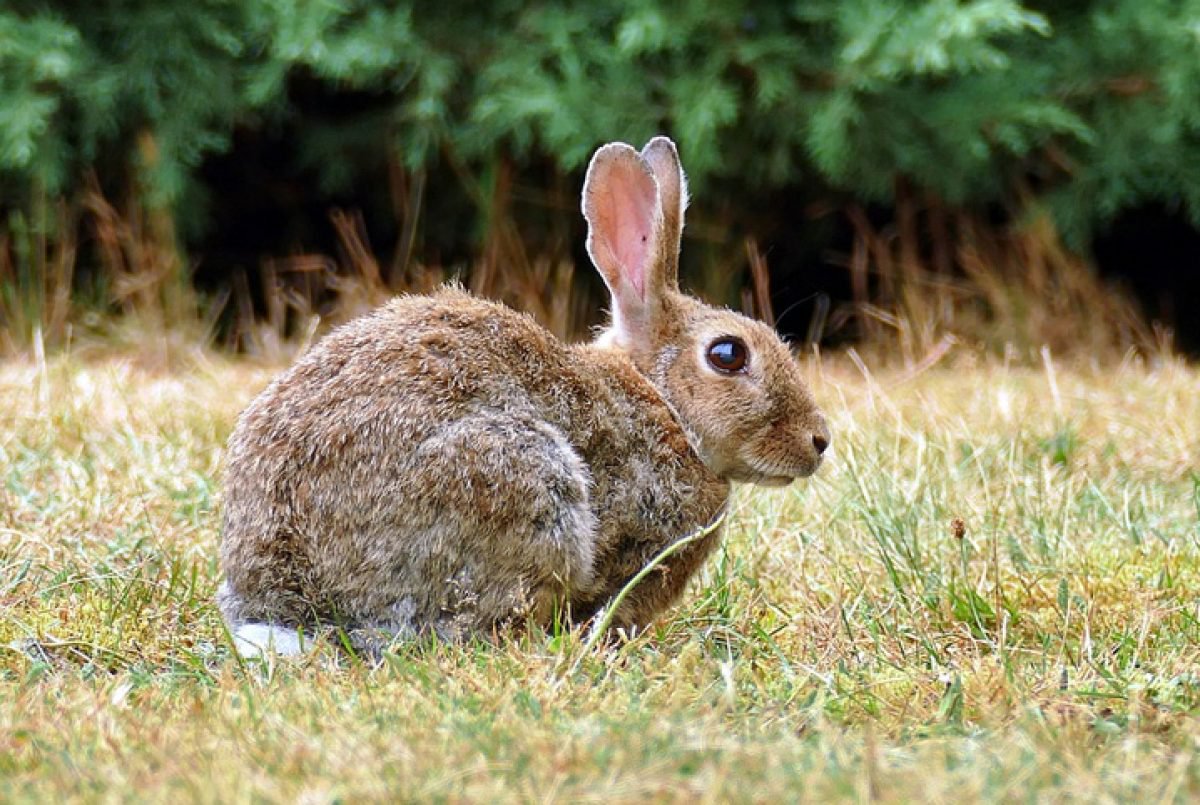 Significado de Soñar con conejito - Significado de Soñar