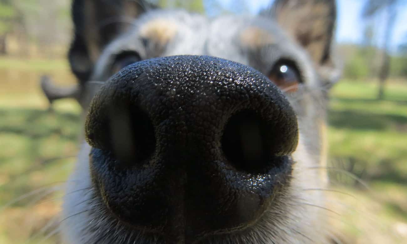 Significado de Soñar con Hocico