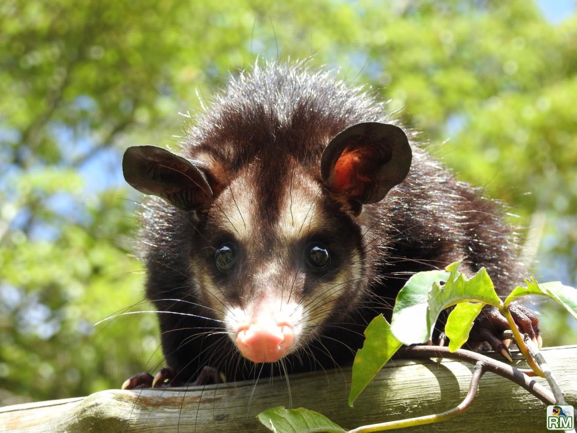 Soñar con Zarigüeya - Significado de Soñar