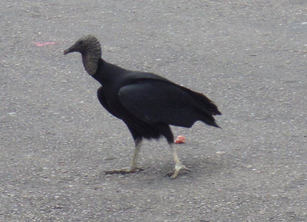 Soñar con Chulos - Significado de Soñar