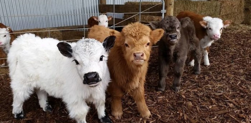 Soñar con becerro - Significado de Soñar