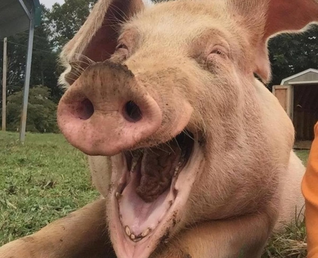 Soñar con chancho - Significado de Soñar